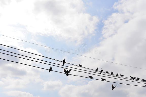 Many Birds Catch on the Cable Stock Image - Image of bird, cable: 306163339
