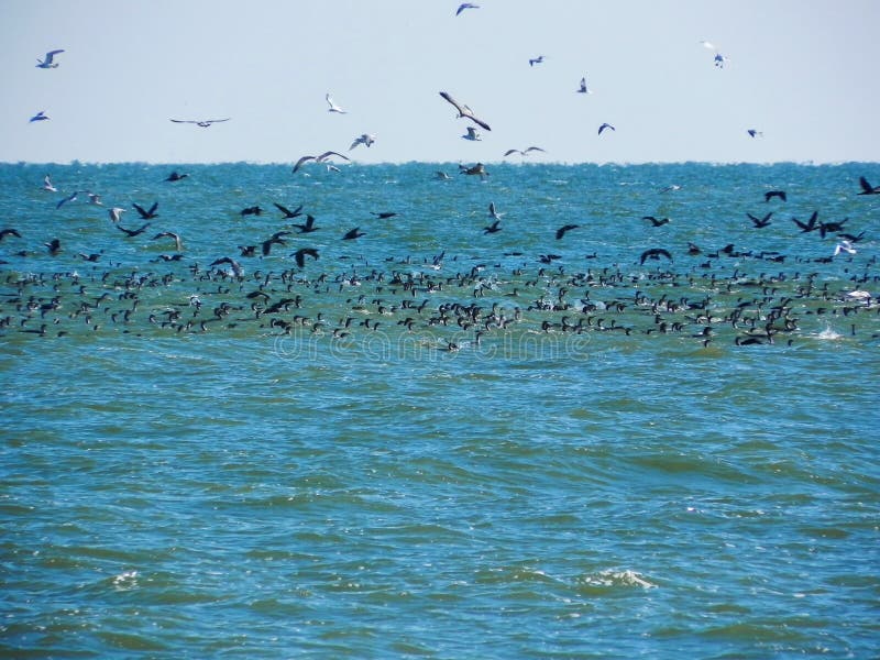 Many birds catch fish stock photo. Image of water, waves - 147570044