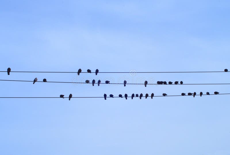 Birds Sit on Electric Wires Against the Blue Sky Stock Photo - Image of ...