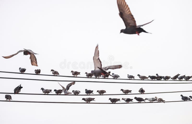 Many Birds Flock Together Looking for Food Stock Photo - Image of flock ...