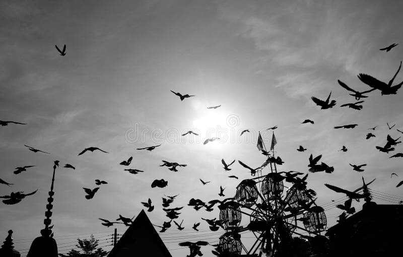 Many birds stock image. Image of background, travel, bird - 56979797