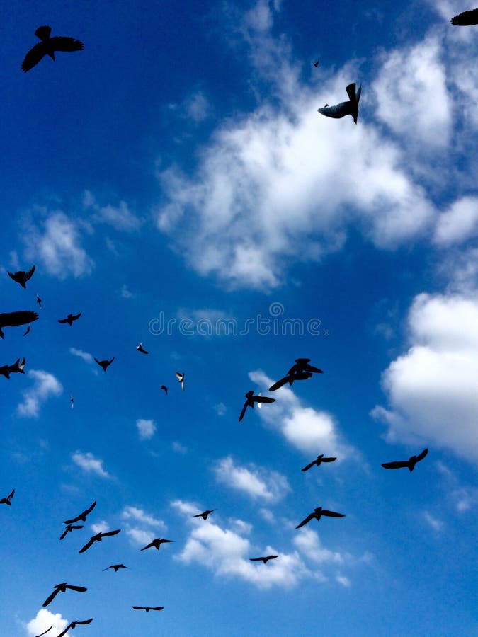 Many birds fly in sky stock photo. Image of blue, seabird - 69750828