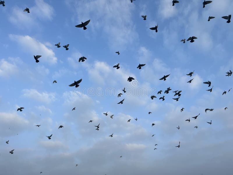 Many birds fly in the sky editorial stock image. Image of morning ...