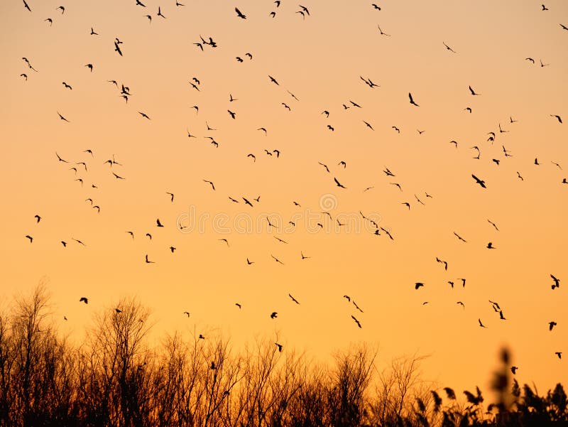 Many Birds Flying Against the Orange Sky at Sunset. Flock of Birds ...