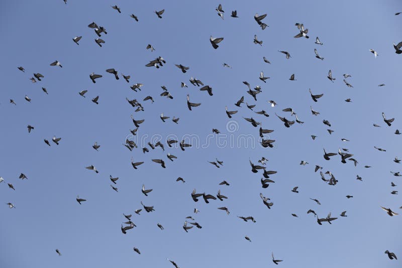 Many Birds Nest on the Trees Stock Image - Image of wildlife, tree ...