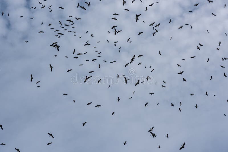 Many birds flying stock image. Image of animal, blue - 77352579