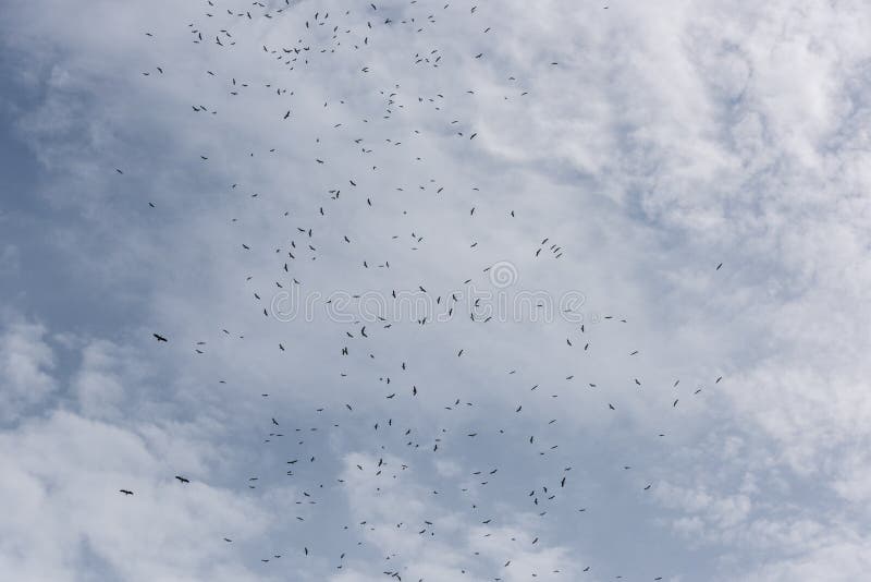 Many birds flying stock photo. Image of animal, black - 96189514