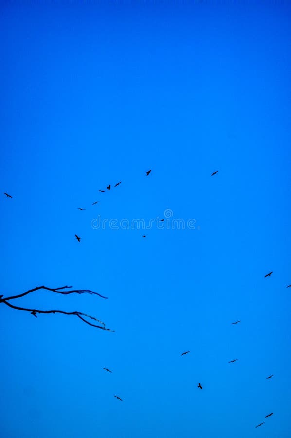 160 Four Birds Row Stock Photos - Free & Royalty-Free Stock Photos from ...