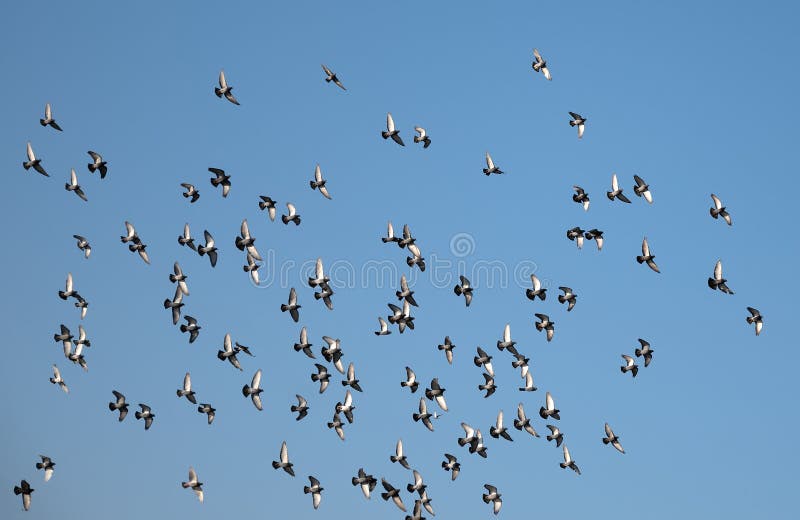 Many Birds Flying in Dramatic Sky before Storm Stock Photo - Image of ...