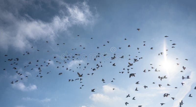 Many Birds Flying in the Sky Stock Image - Image of flock, birds: 203187753