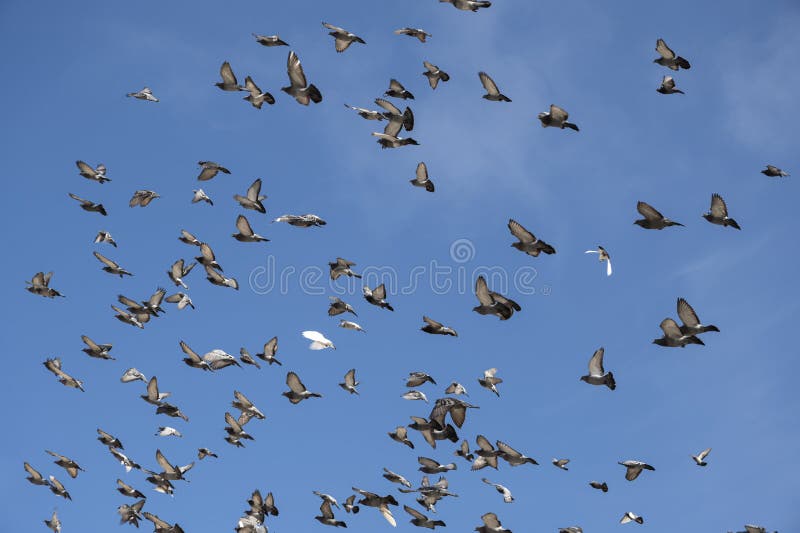 Silhouettes of Pigeons. Many Birds Flying in the Sky Stock Image ...
