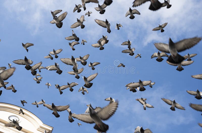 Silhouettes of Pigeons. Many Birds Flying in the Sky Stock Image ...