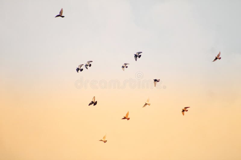 Many Birds Flying in the Sky Together Stock Image - Image of animal ...