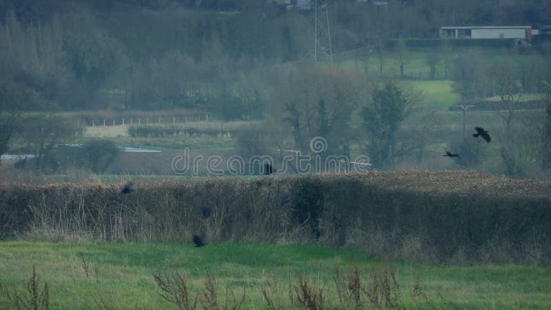 Many Birds Flying and Swooping in Field Stock Video - Video of ...