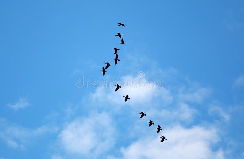 Many Birds Flying Up in the Cloud Sky Stock Image - Image of flight ...