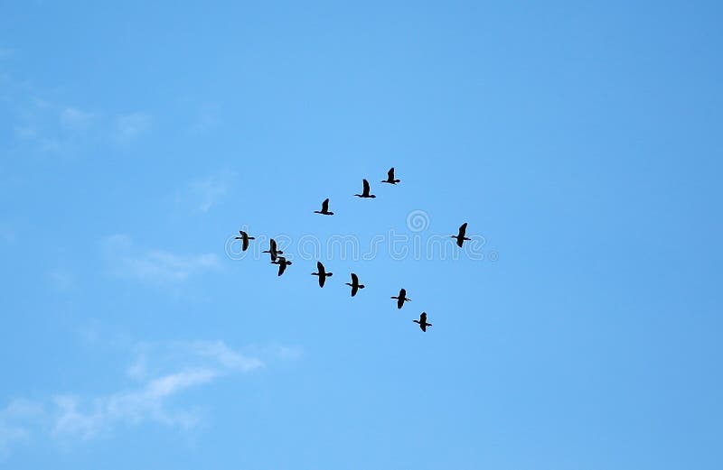 Many Birds Flying Up in the Cloud Sky Stock Photo - Image of high ...