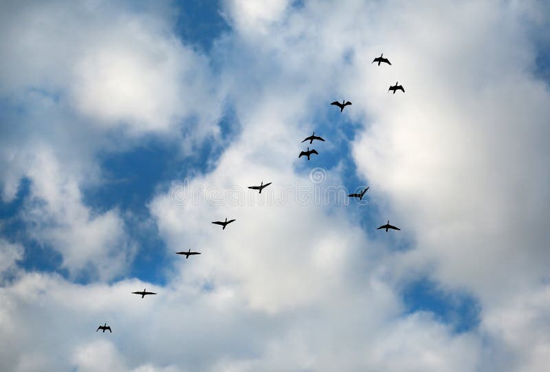 Many Birds Flying Up in the Cloud Sky Stock Photo - Image of freedom ...