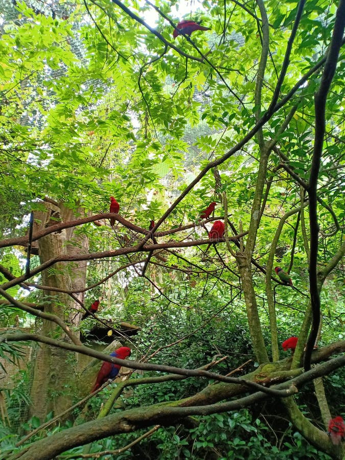 Many birds hanging stock photo. Image of deciduous, garden - 221121754