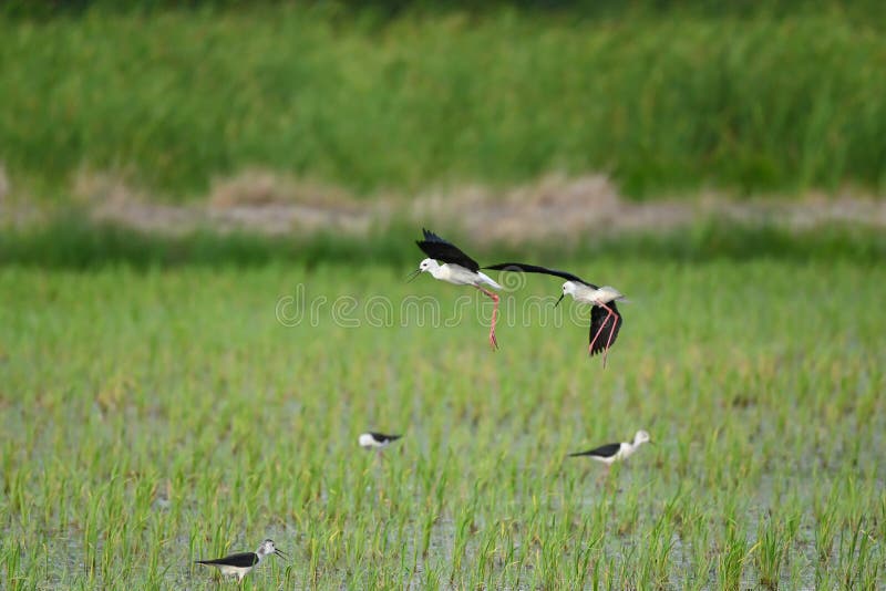 Many Birds In The Rice Field Stock Image - Image of green, working ...