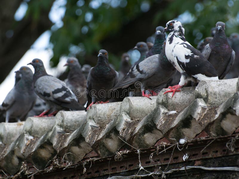 Many birds stock photo. Image of standing, sunset, silhouette - 57910536
