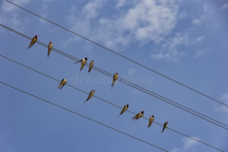 Many Birds are Sitting on the Power Line Cable. Stock Photo - Image of ...