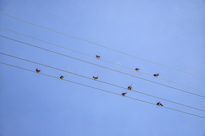 Many Birds are Sitting on the Power Line Cable. Stock Photo - Image of ...