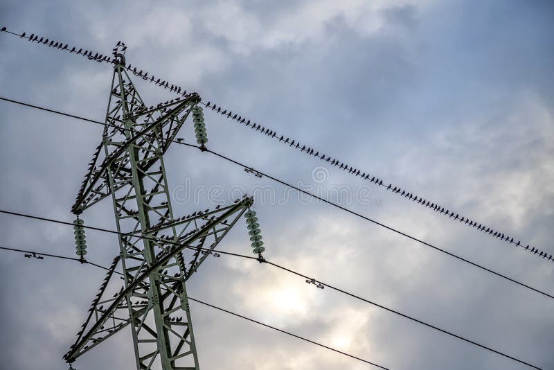 Many Birds are Sitting on the Power Line Cable. View Up Stock Image ...