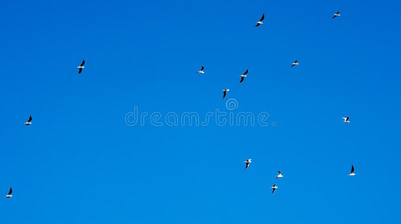 Many birds in the sky stock image. Image of animal, background - 164946303