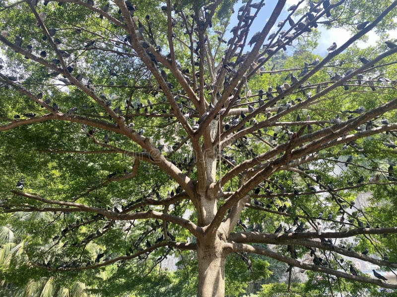 Many Birds on Tree Branches Stock Photo - Image of tree, foliage: 300043340