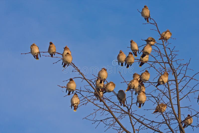 Many birds on the tree stock image. Image of greedy, feeding - 84079367