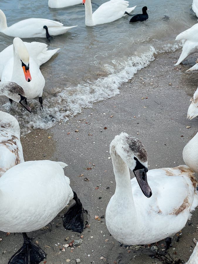 Many Birds of White Swans on the Shore of the Lake Stock Photo - Image ...