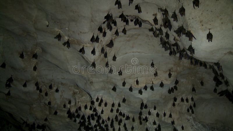 Many Black Bats Hanging and Flapping in a Cave Stock Footage - Video of ...