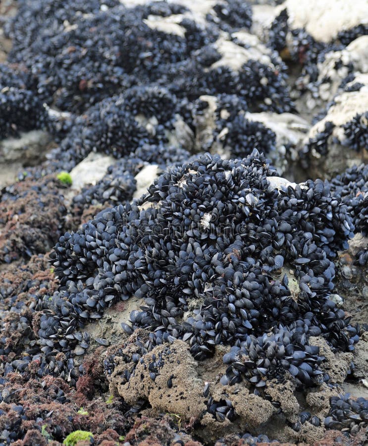 Black Mussels on the Rock by the Sea Stock Image - Image of clams ...