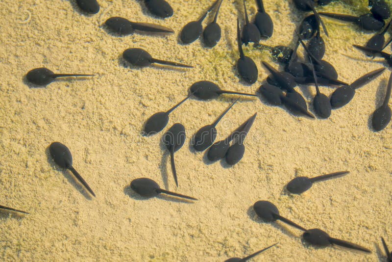 Tadpoles stock photo. Image of water, river, clear, todpoles - 183493736