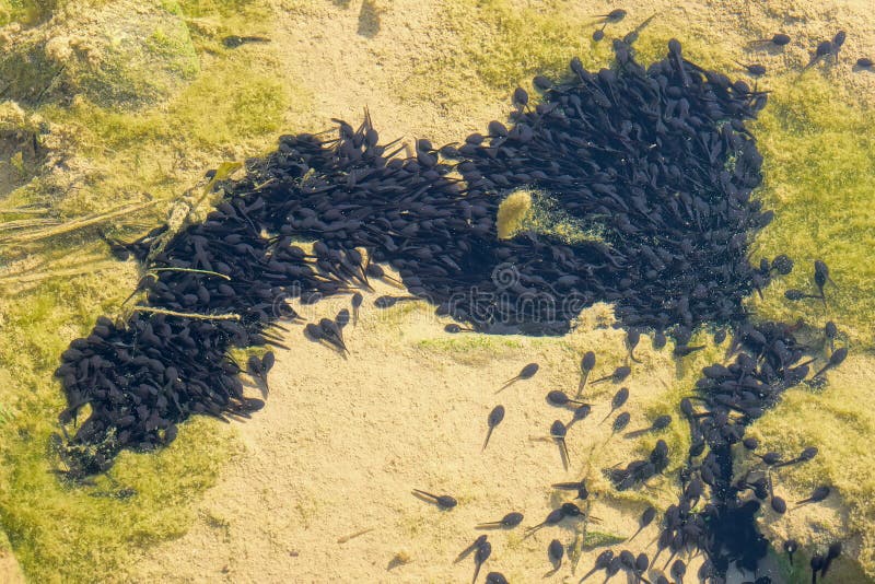 Tadpoles stock photo. Image of wild, clear, natural - 183494184
