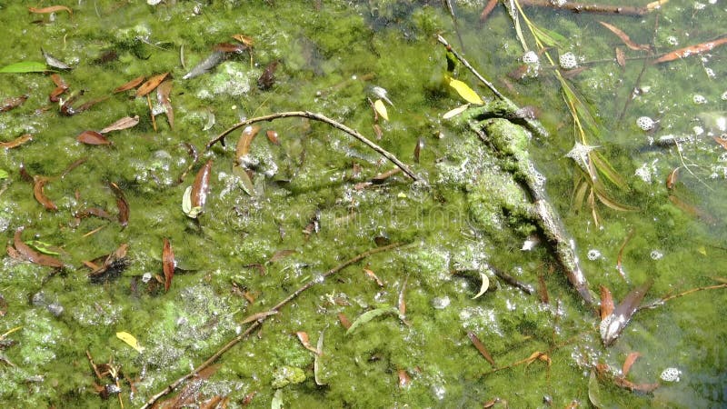 Many Blooming Algae on the Surface of a Body of Water Stock Footage ...