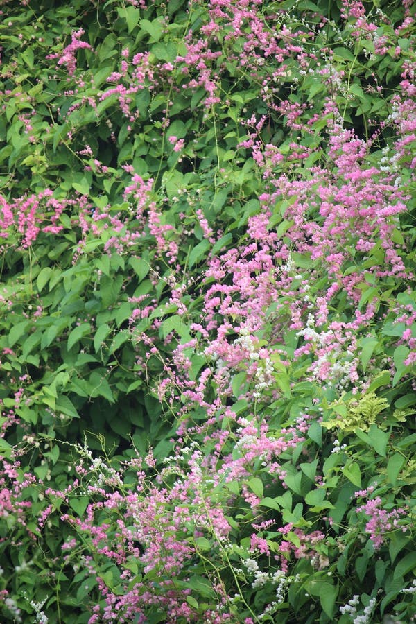 The Many Blooming Bridal Tears or Antigonon Flowers Stock Image - Image ...