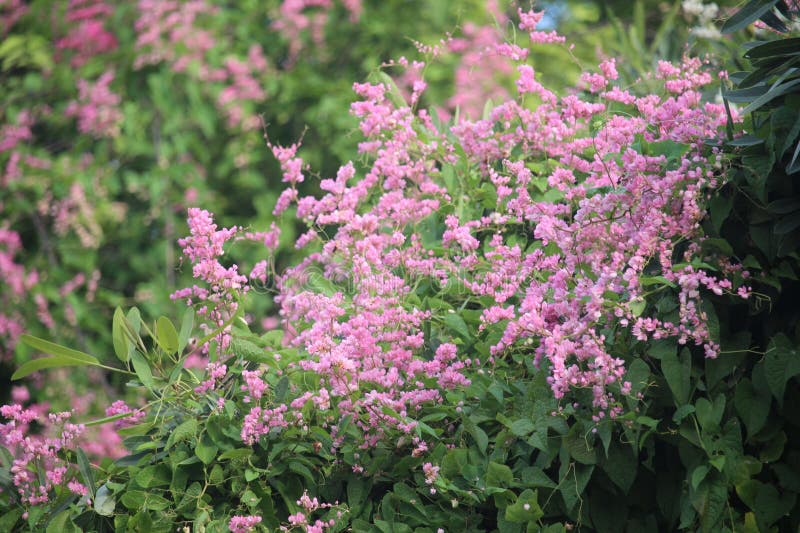 The Many Blooming Bridal Tears or Antigonon Flowers Stock Image - Image ...