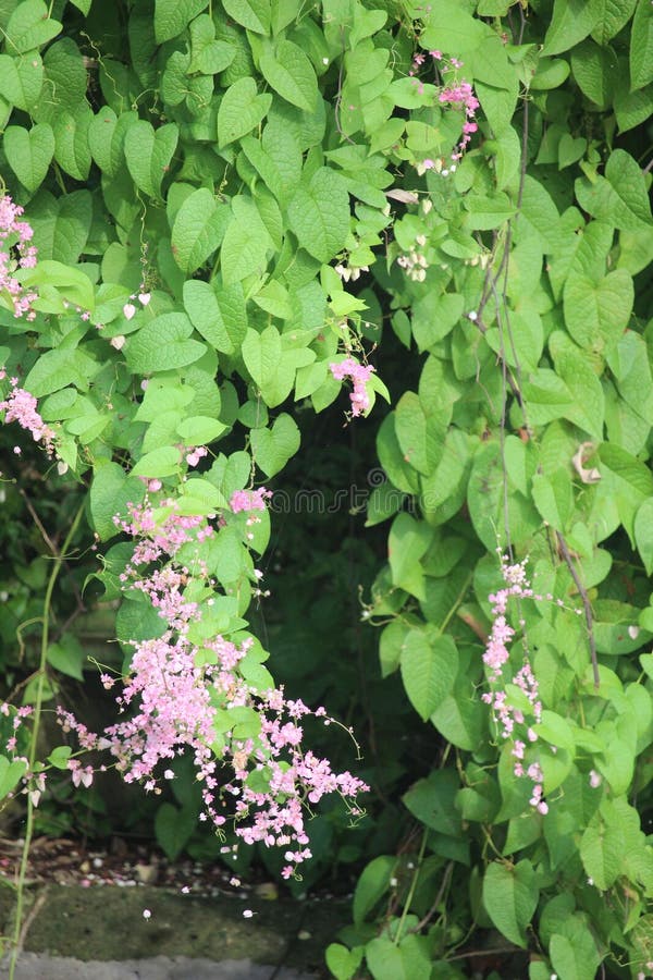 The Many Blooming Bridal Tears or Antigonon Flowers Stock Image - Image ...