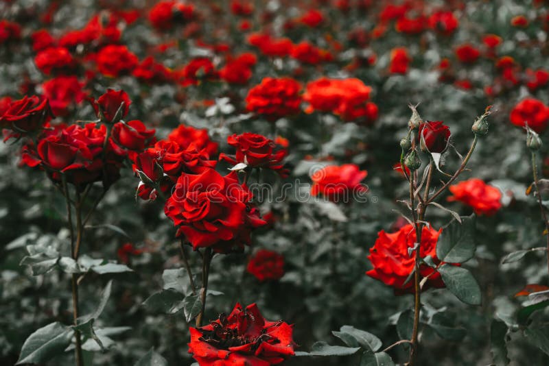 Many Blooming and Growing Red Roses Stock Photo - Image of nature, grow ...