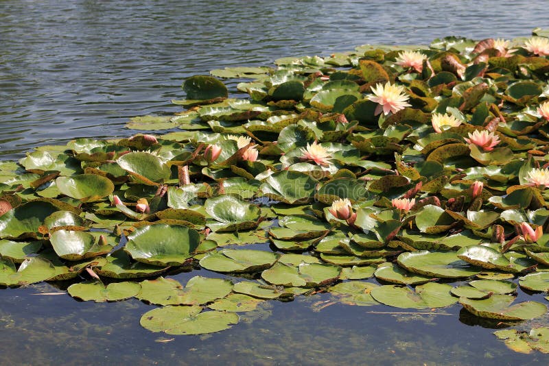 Blooming Lotuses stock image. Image of surface, undefined - 281788253