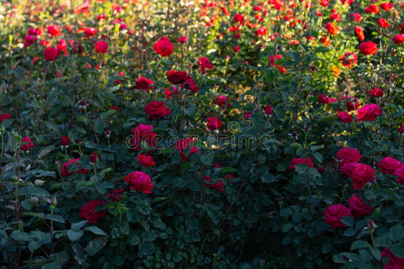 Many Blooming Red Roses in the Garden Stock Photo - Image of natural ...