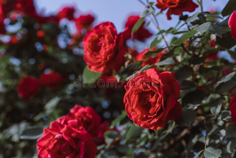 Many Blooming Red Roses in the Garden Stock Photo - Image of card ...
