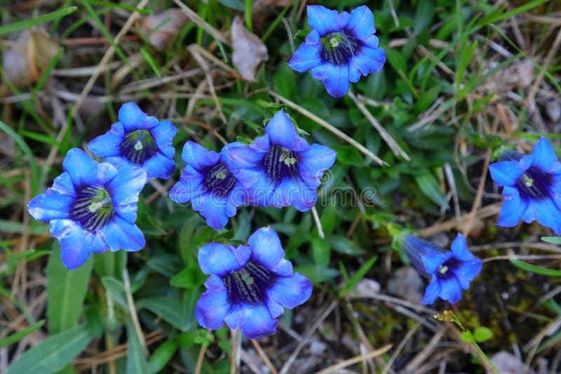 Many Blue Flowers Gentian Blooming Spring Stock Photos - Free & Royalty ...