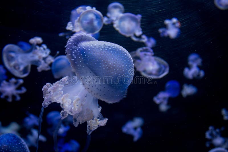 Many Blue Jellyfishes - Spotted Jellyfish Stock Photo - Image of exotic ...