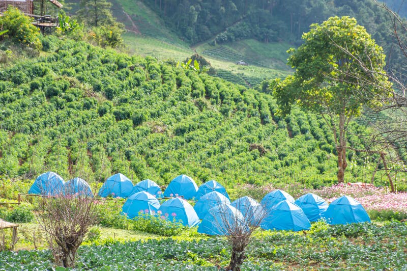 Many Blue Tents and Vegetable Plots on the Mountain Stock Photo - Image ...