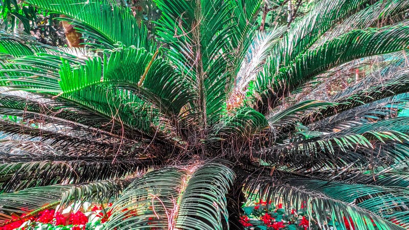 Many Branches of Green Colored Trees Stock Image - Image of grass ...