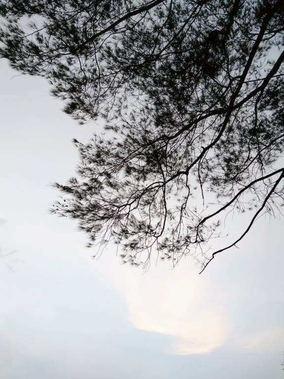 Many Branches Grow on the Branches of the Crescent Stock Image - Image ...