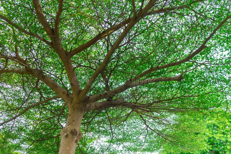 Many branches of leaf stock photo. Image of foliage, nature - 55966716