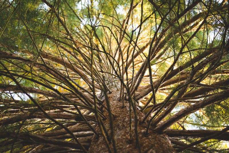 Very Tall Tree With Lots Of Branches Stock Photo - Image of nature ...